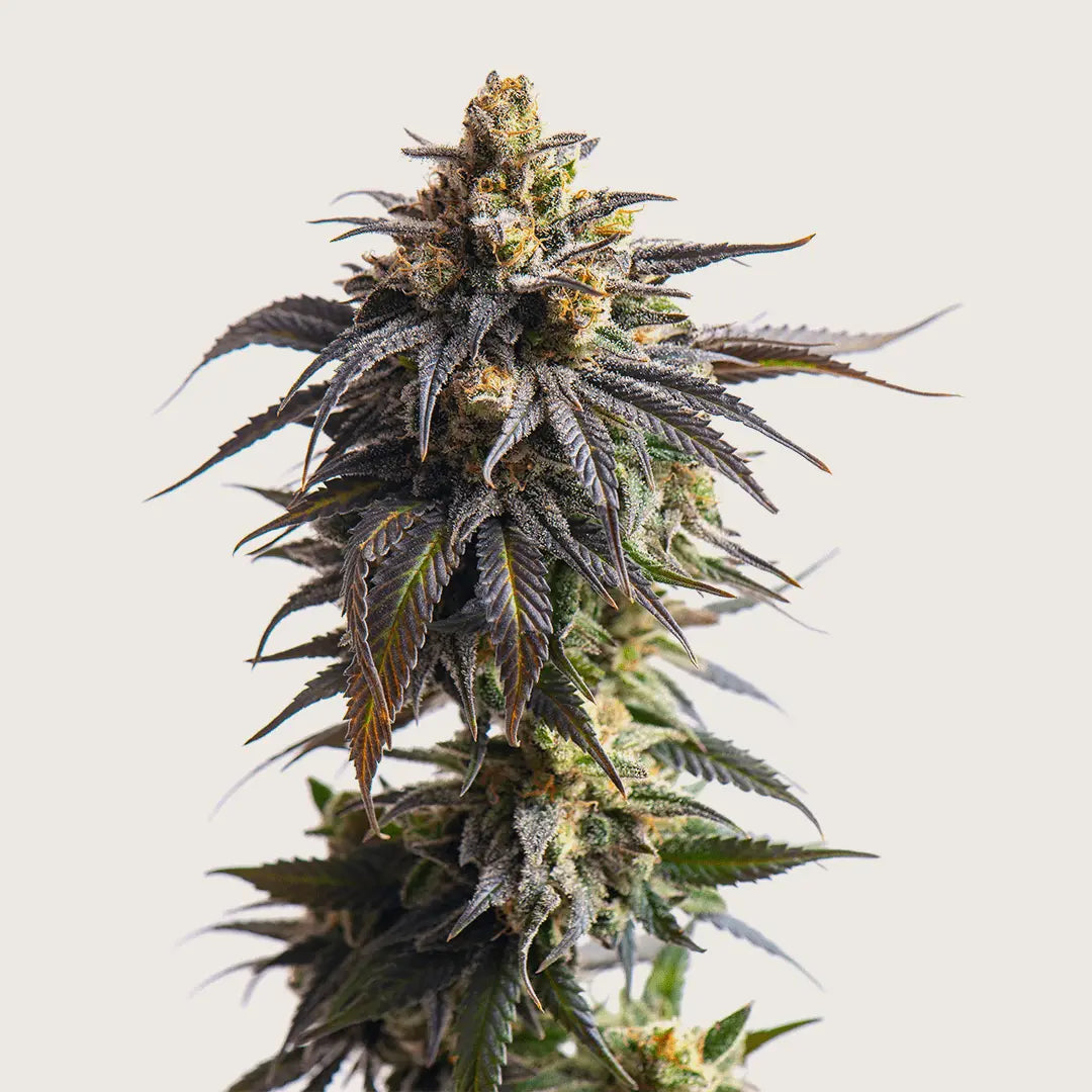 Bulk THCa Flower Pounds – Bay Smokes