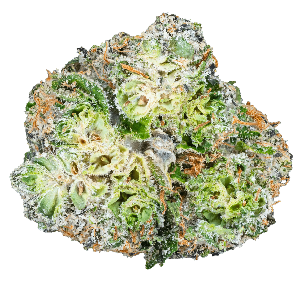 Apple Fritter Strain | Effects & Information – Bay Smokes