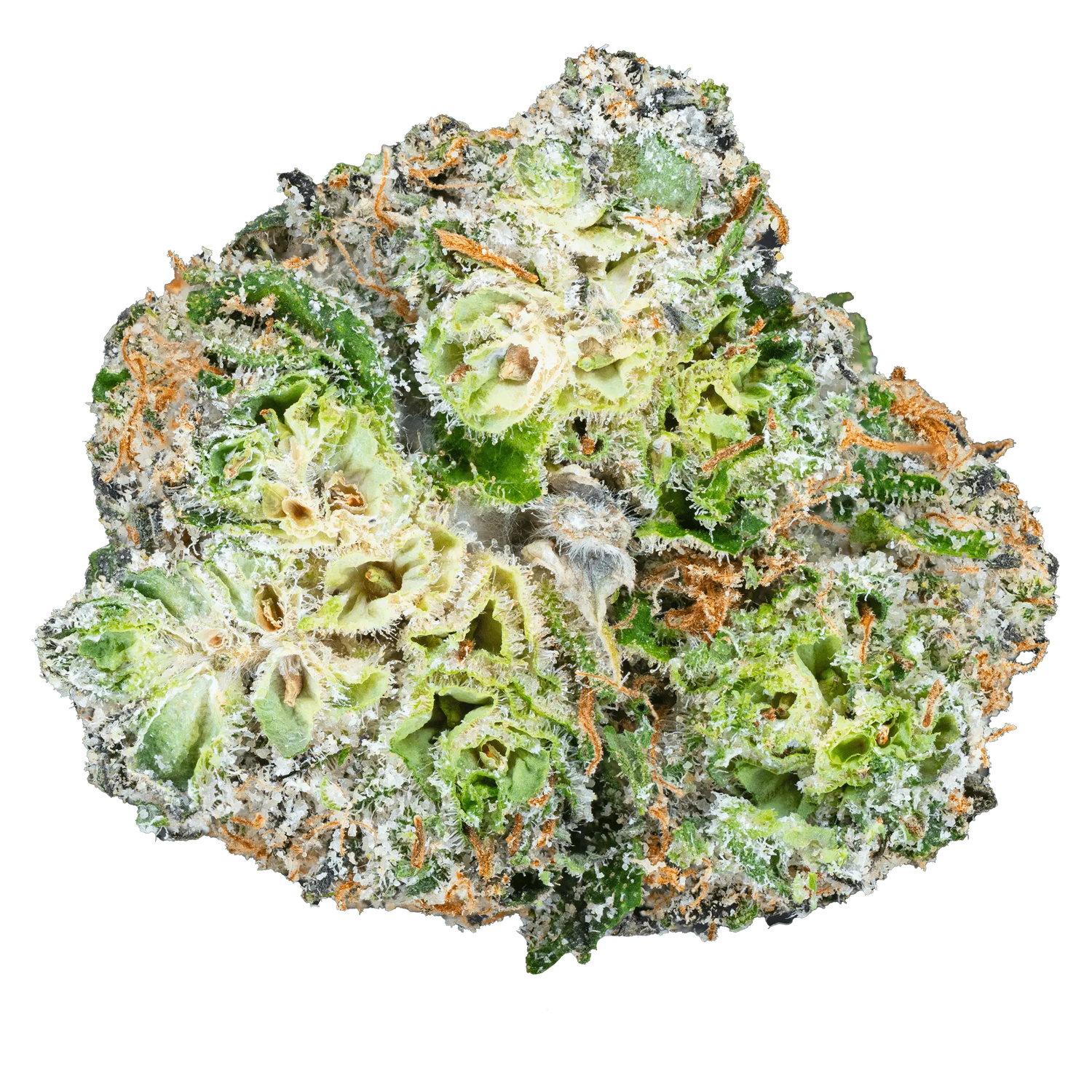 Apple Fritter Strain | Effects & Information – Bay Smokes